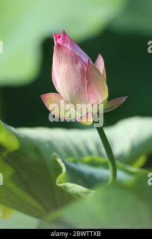 (200603) -- YUPING, 3 juin 2020 (Xinhua) -- photo prise le 3 juin 2020 ...