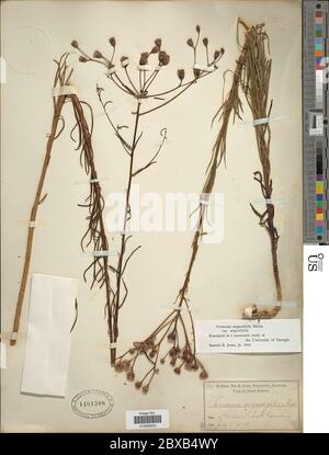 Vernonia angustifolia var angustifolia Vernonia angustifolia var ...