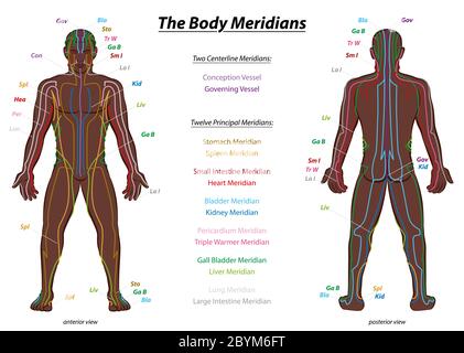 Système méridien Tableau - corps de l'homme avec l'axe principal et les ...
