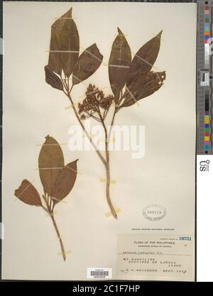 Astronia cumingiana S Vidal Photo Stock - Alamy