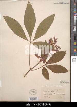 Le fruit de l'Aesculus pavia (Buckeye rouge) dans l'Arboretum at ...