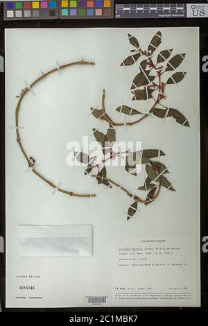 Columnea harrisii Urb Britton ex CV Morton Columnea harrisii Urb ...