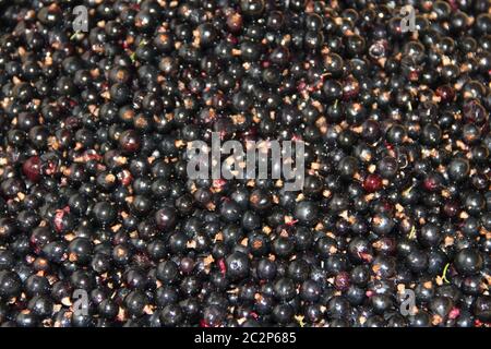 Tas de groseille noire. Riche récolte de baies de cassis. Arrière-plan ...