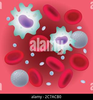 Cellules sanguines. Érythrocytes, leucocytes et thrombocytes ...