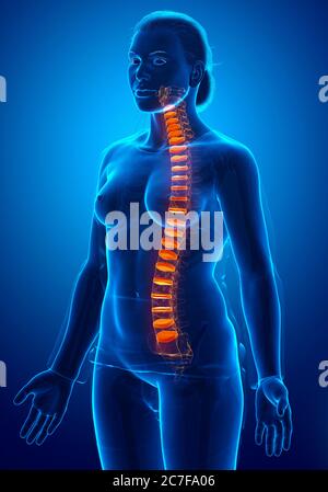 Anatomie du disque intervertébral de la colonne vertébrale Photo Stock ...