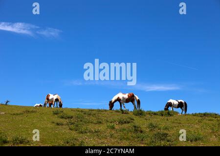 Pottok ou pottock, une race de poney basque dans les Pyrénées ...
