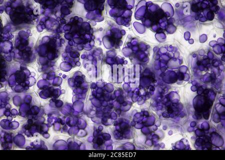 Vue microscopique d'un échantillon représentatif des tubercules de ...