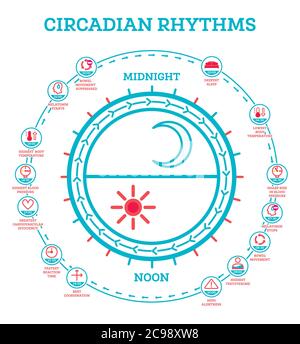 Rythmes circadiens. Cycle de jour et de nuit. Équilibre de la ...