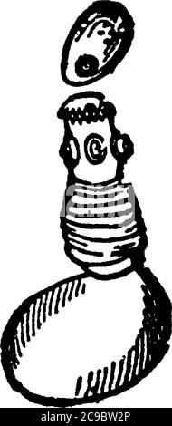 Un ver intestinal, Tænia solium, en forme de quelque peu ressemblant à ...