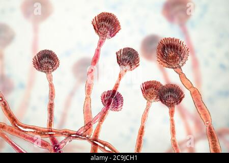 Illustration informatique de la moisissure verte (Aspergillus flavus ...