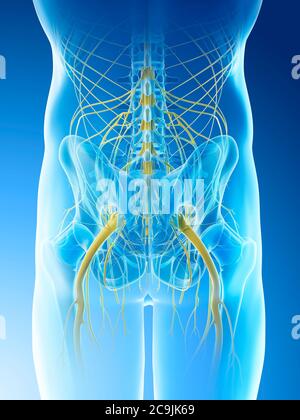 Les Nerfs du pelvis Photo Stock - Alamy
