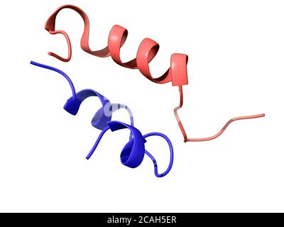 Insuline bovine, modèle 3D de la structure quaternaire de l ...
