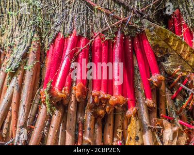 Plantes médicinales en Amazonie. Wasai, arbre rouge, racine de marche ...