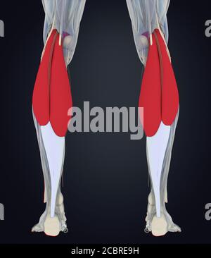 Illustration anatomique des muscles du mollet, anatomie humaine ...