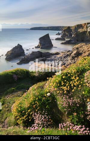 Fleurs printanières aux marches de Bedrithan à Cornwall. L'image a été ...