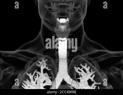 Illustration anatomique des bronches et de la trachée humaines ...