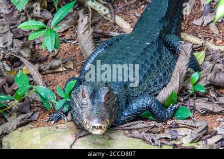 L'image de gros plan du caiman nain de Cuvier. C'est un petit crocodiles de la famille des ...