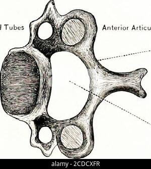 . Physiologie, expérimentale et descriptive . Processus transversal ...