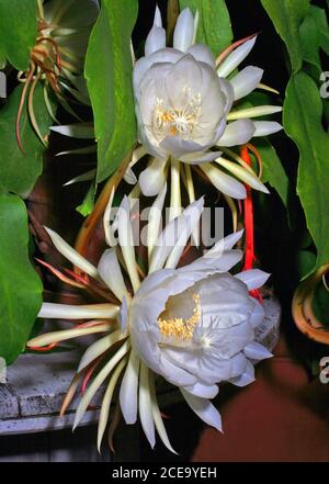 Belle de nuit, Dame de la nuit, Reine de la nuit, nuit en fleurs Cereus ...