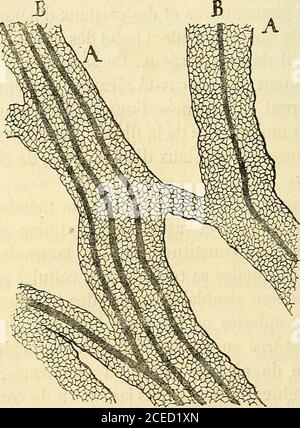 . Manuel d'histologie expérimentale . les et des véinules ...