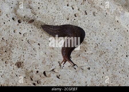 Limace géante - Spotted leopard slug - Grande Limace grise (Limax ...