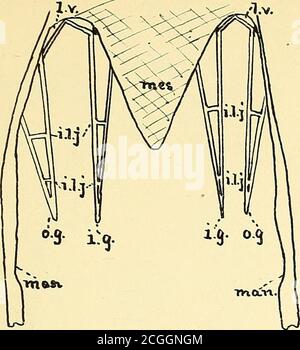 . L'anatomie des moules communes (Mytilus, latus, edulis et ...