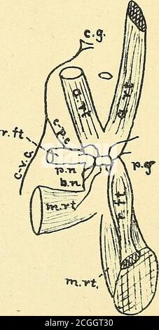 . L'anatomie des moules communes (Mytilus, latus, edulis et ...