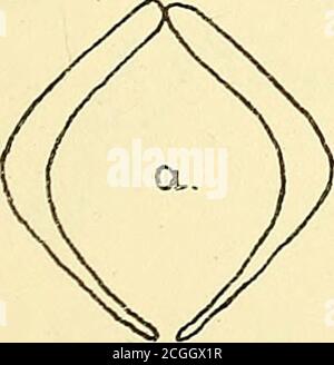 . L'anatomie des moules communes (Mytilus, latus, edulis et ...