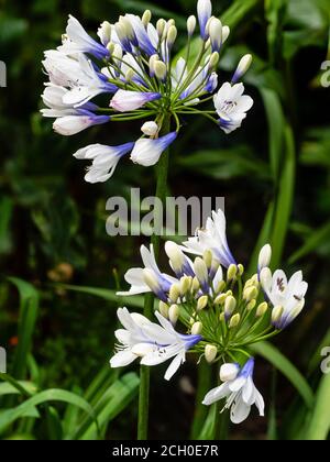 Fleurs tubulaires bleues et blanches dans les têtes de fleurs de L ...