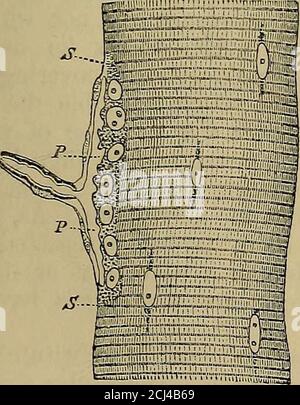 Les cellules musculaires cardiaques sont des cellules musculaires ...