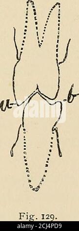 . Anatomie descriptive des dents humaines . Fig. 59 Fig. 60. Fig. 6r ...