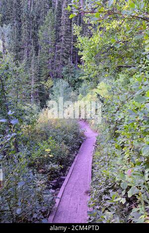 Le sentier de randonnée Timpanogos offre une vue sur les arbres de la ...