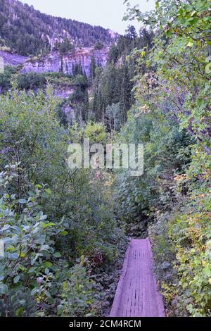 Le sentier de randonnée Timpanogos offre une vue sur les arbres de la ...