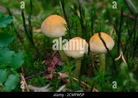 Suillus bovinus, également connu sous le nom de champignon de la vache ...
