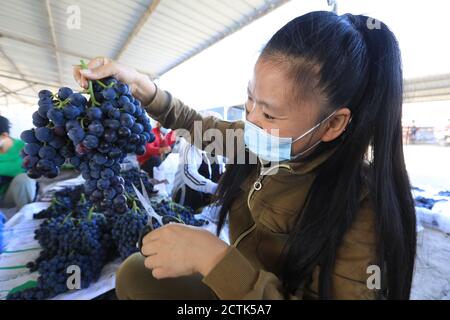 Les gens emballez des raisins à Shuanghe, dans la région autonome de ...