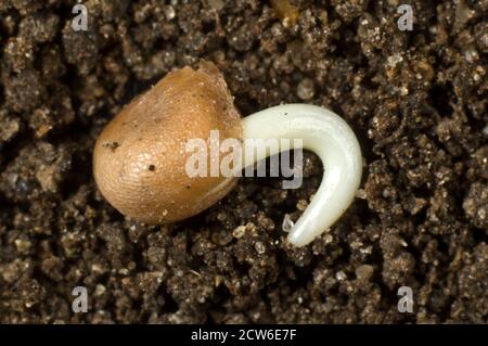 Photomicrographie d'une graine de radis (Raphanus raphinistrum subsp ...
