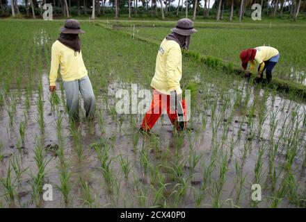 Philippines L'IRRI International Rice Research Institute de Los Banos ...