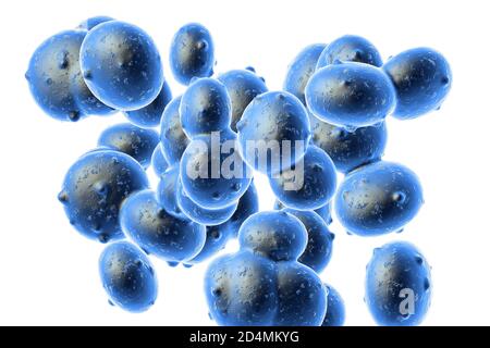 Illustration d'une bactérie coccoïde staphylocoque doré (SARM ...