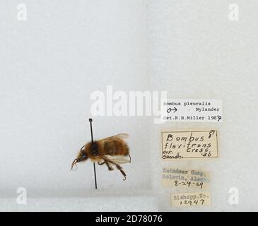 Golovin, Nome, Alaska, États-Unis, Bombus (Alpinobombus) balteatus ...