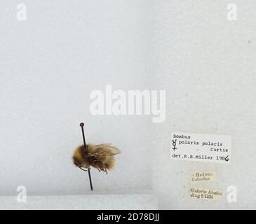 Golovin, Nome, Alaska, États-Unis, Bombus (Alpinobombus) balteatus ...