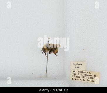 4 miles au sud-est de Chumstick, Chelan, Washington, Etats-Unis, Bombus ...