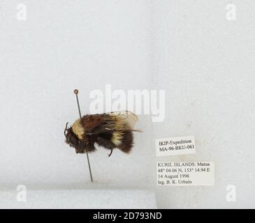 Îles Kouriles, île de Matua, Sakhaline, Russie, Bombus sp., Animalia ...