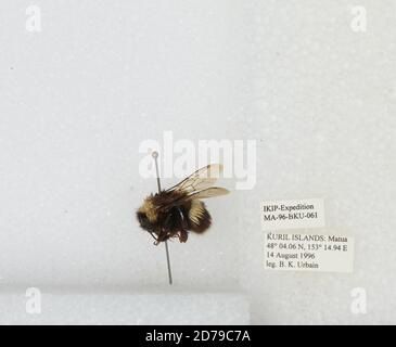 Îles Kouriles, île de Matua, Sakhaline, Russie, Bombus sp., Animalia ...