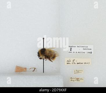 Golovin, Nome, Alaska, États-Unis, Bombus (Alpinobombus) balteatus ...