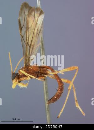 Mont Makiling, Luzon, Laguna, Philippines, Cubochelonus luzonensis ...