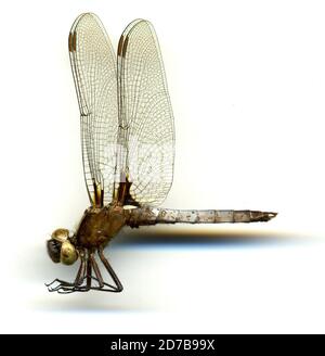 White's Pond, près de Whites Bog Village, Burlington, New Jersey, États ...