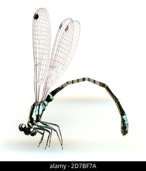 White's Pond, près de Whites Bog Village, Burlington, New Jersey, États ...