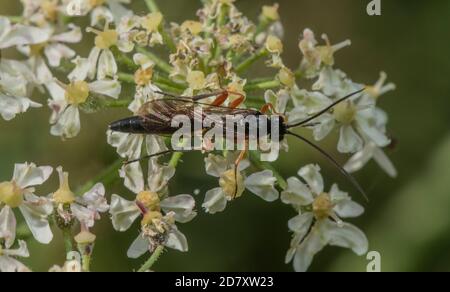 Guêpe noire (Pimpla rufipes) insecte volant noir parasite avec pattes ...