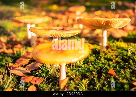 Un champignon est le corps charnu, spore portant la fructification d'un ...