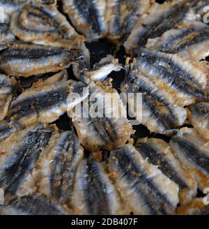 Poisson d'anchois cuit sur une cuisinière, cuisson d'anchois dans une ...